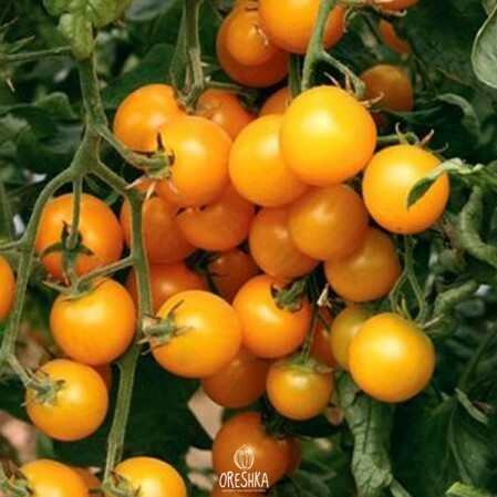 Cherry tomato yellow summer sun fresh seeds. Oreshka. Rare seeds from ...