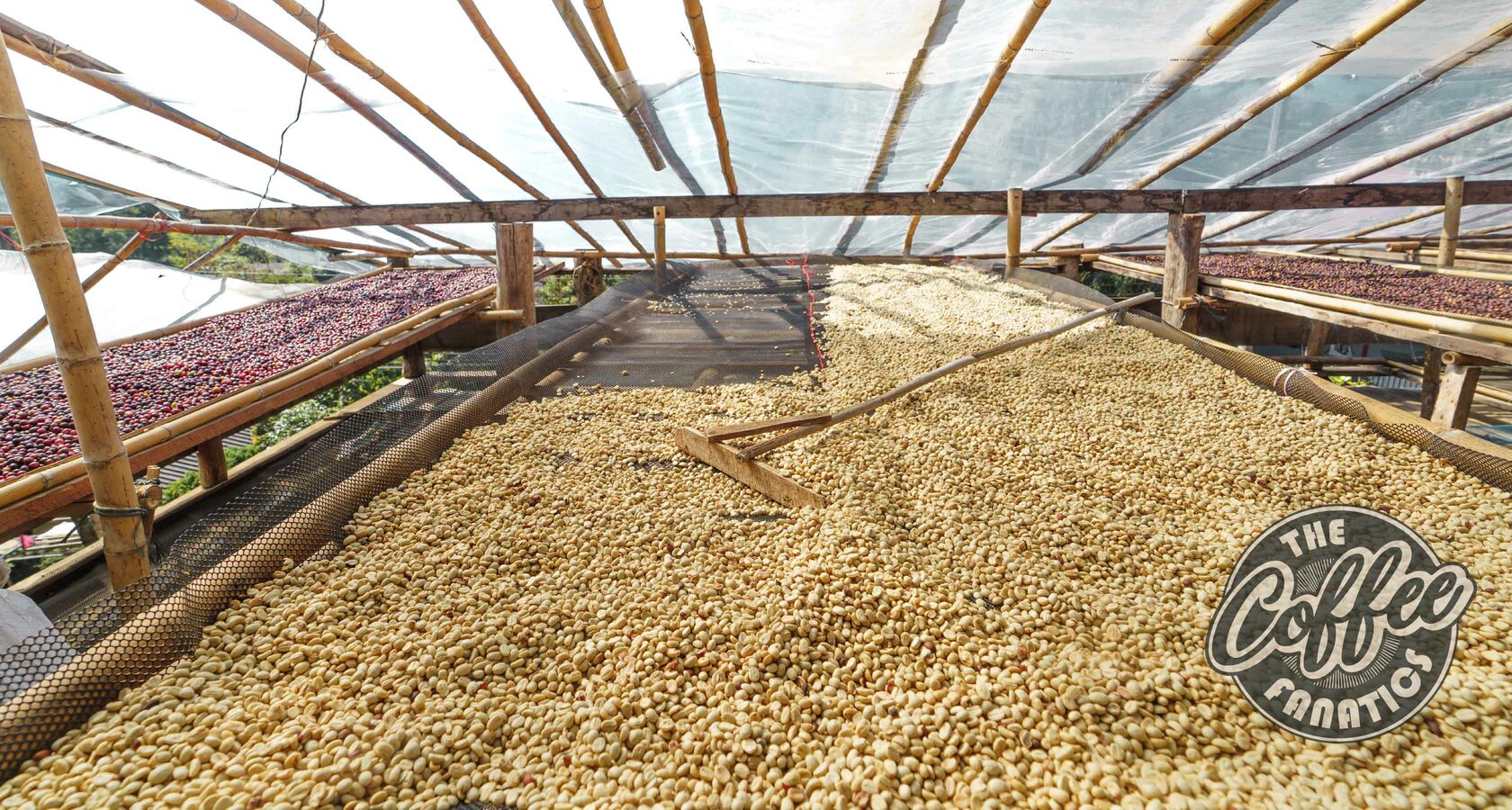 All you need to know about coffee