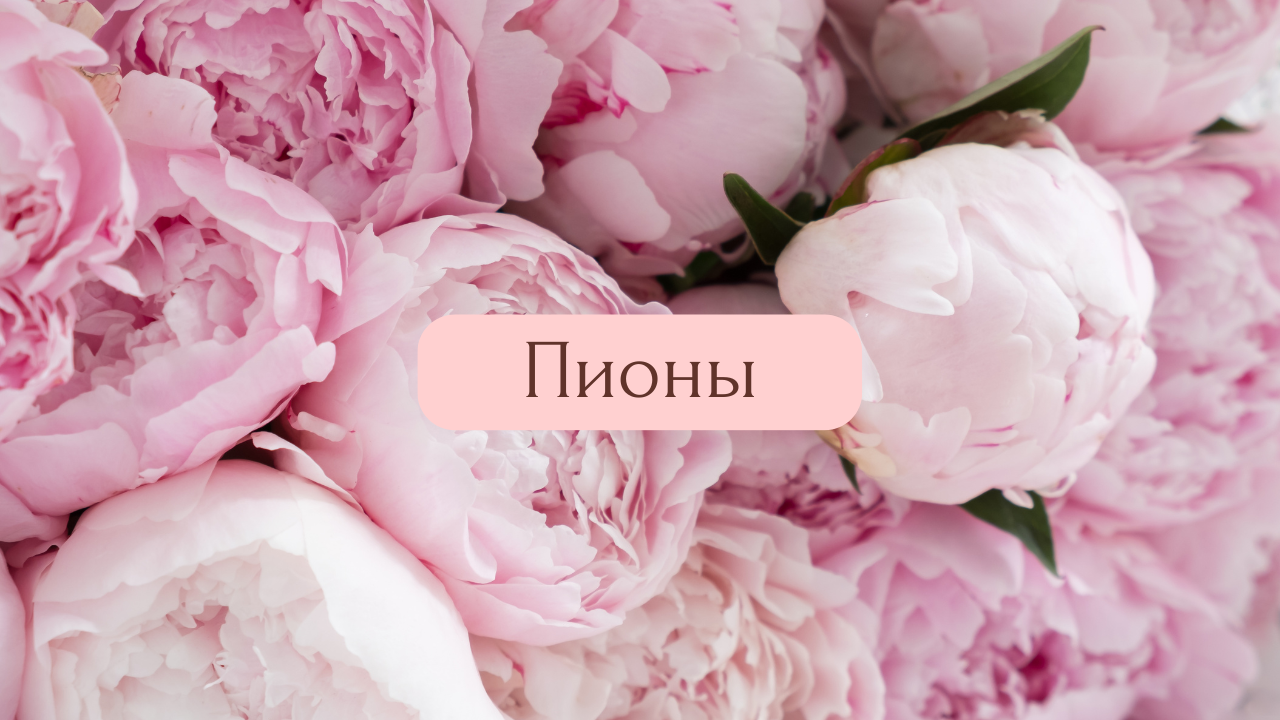 Купить 51 пион в Москве недорого - букеты от 15000 руб. в AlohaFlowers