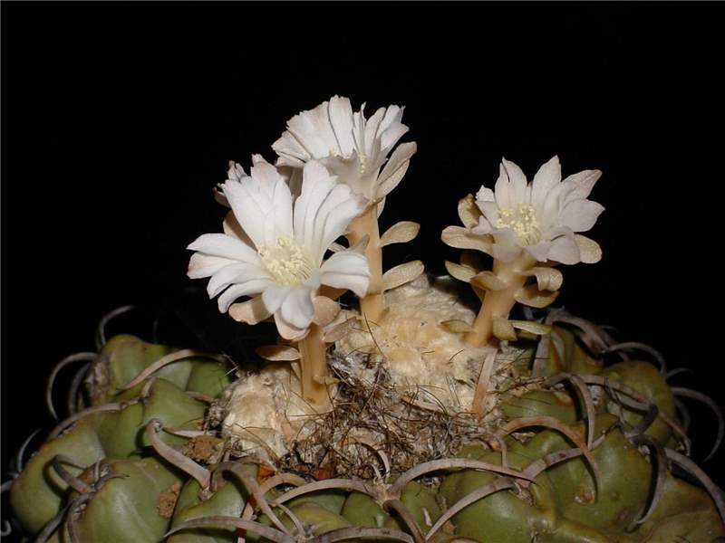 Discocactus catingicola (Дискокактус семиколючковый, Дискококтус ...