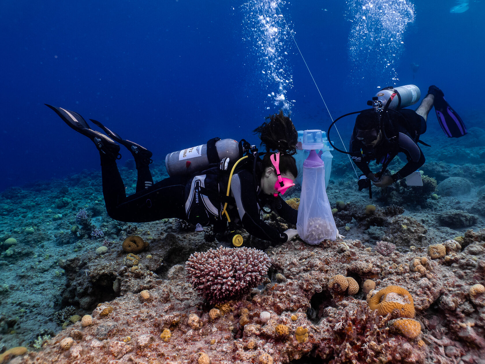 Red Sea's 'Super Corals' Prove Resistant Amid Rising Ocean Temperatures ...