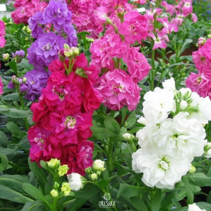 Buy seeds of Organic Mattiola Rich Aroma | Night Violet | Oreshka Seeds