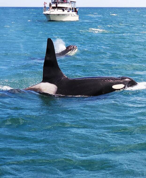 Russian Bay Tour