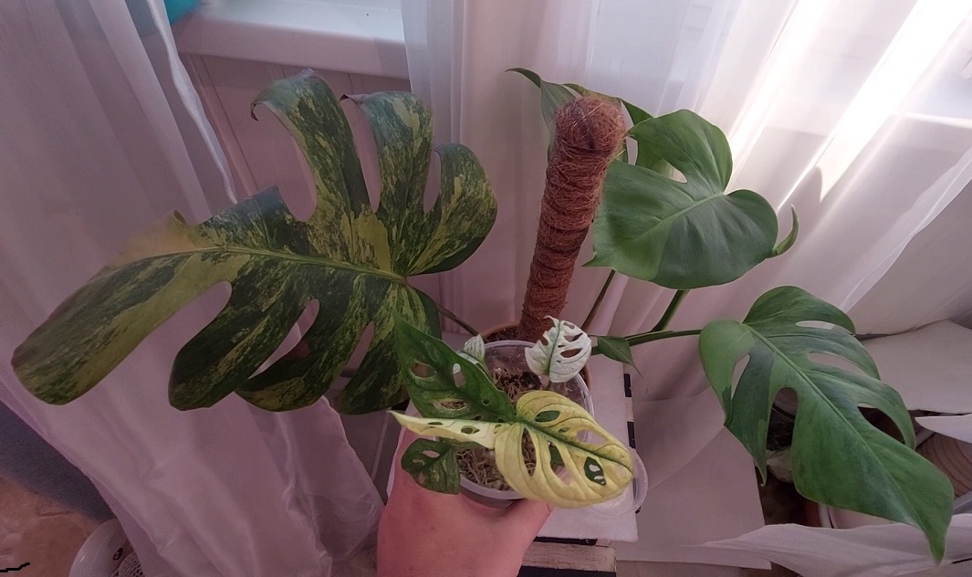Monstera deliciosa. Monstera alba pestrá.