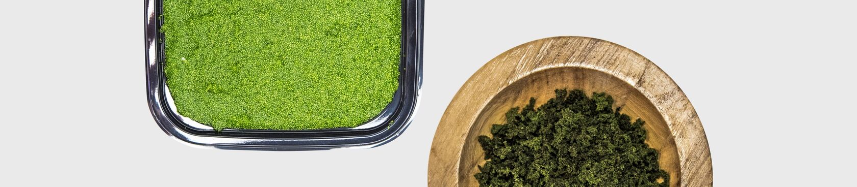 Wolffia - Crop of the future