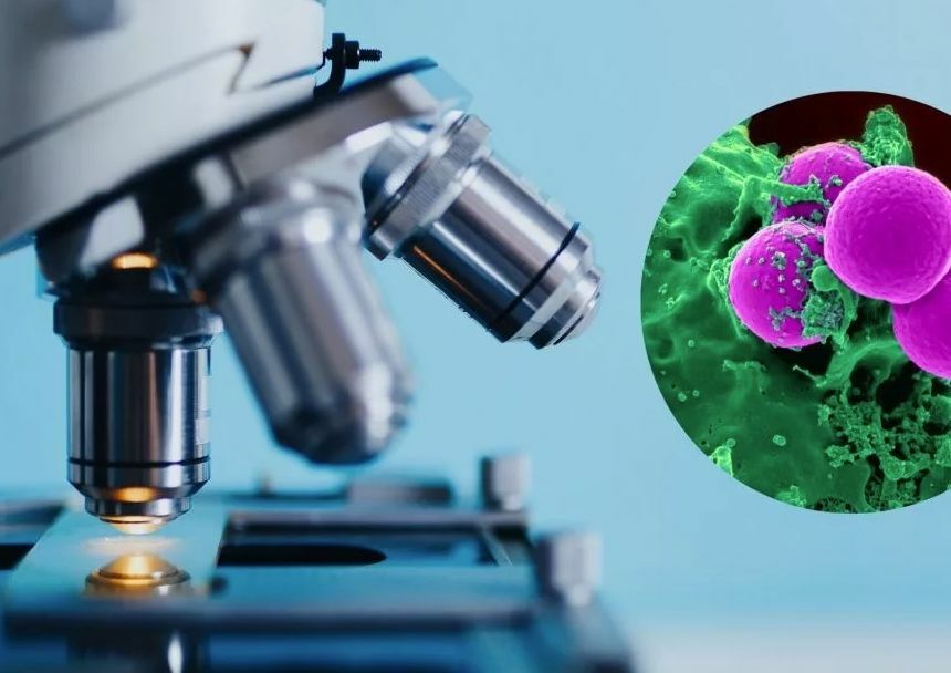 Цитологическое и гистологическое исследование животных в Екатеринбурге