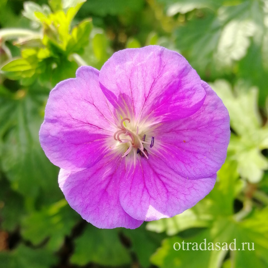 Герань гималайская Грандифлора