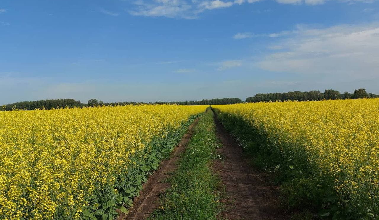 Олеокемикс — рапсовое масло и рапсовый жмых