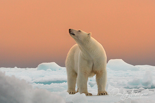 Photos of Svalbard, animals of Arctic