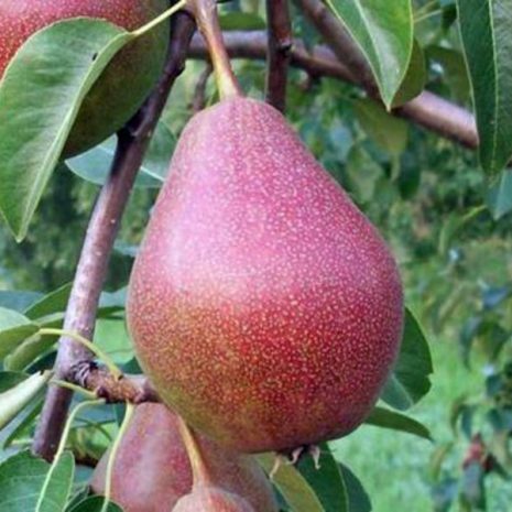 Лесная красавица Груша