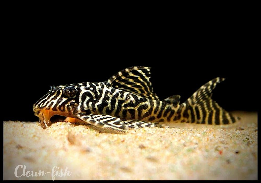 Гипанциструс - L066