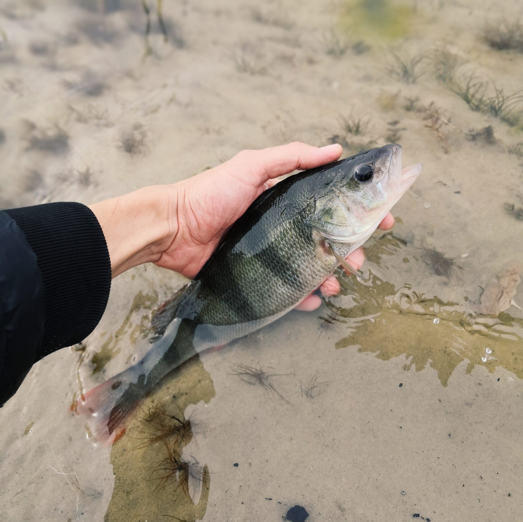 Силиконовые приманки Jiggalo