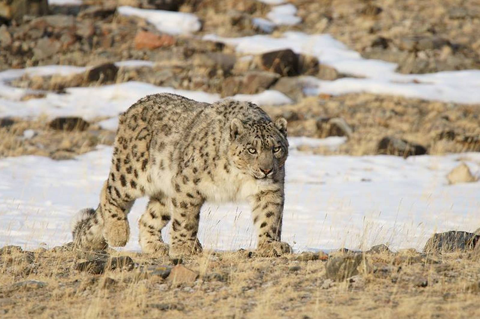 Mongolia photo — nature, wild manul pallas's cat, snow leopard, irbis ...