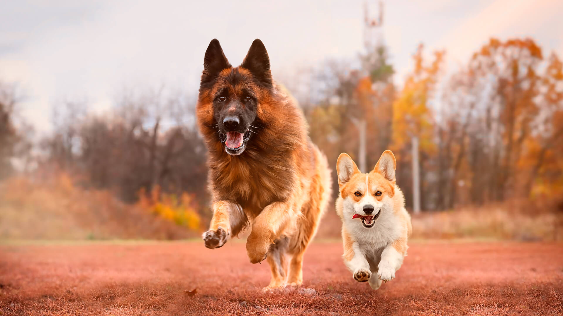 Aus Shoger Hof Питомник немецких овчарок и вельш корги пемброк