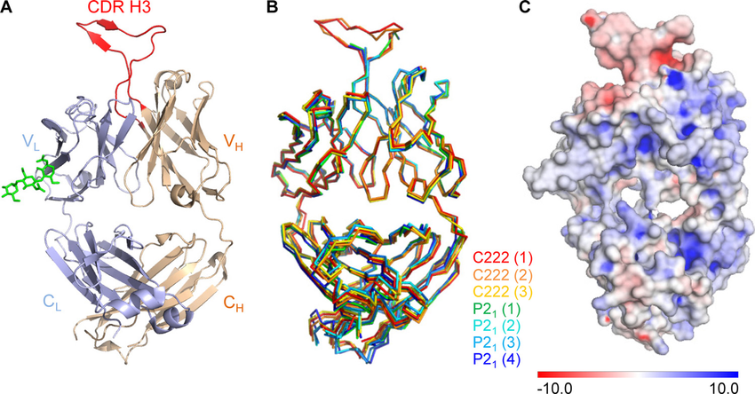 Antibody Affinity