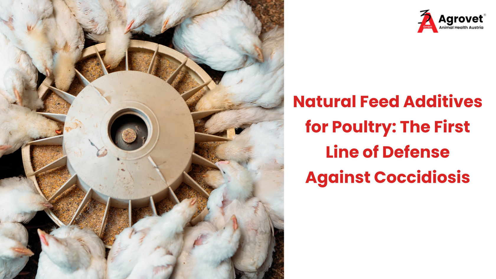 Natural Feed Additives for Poultry: The First Line of Defense Against ...