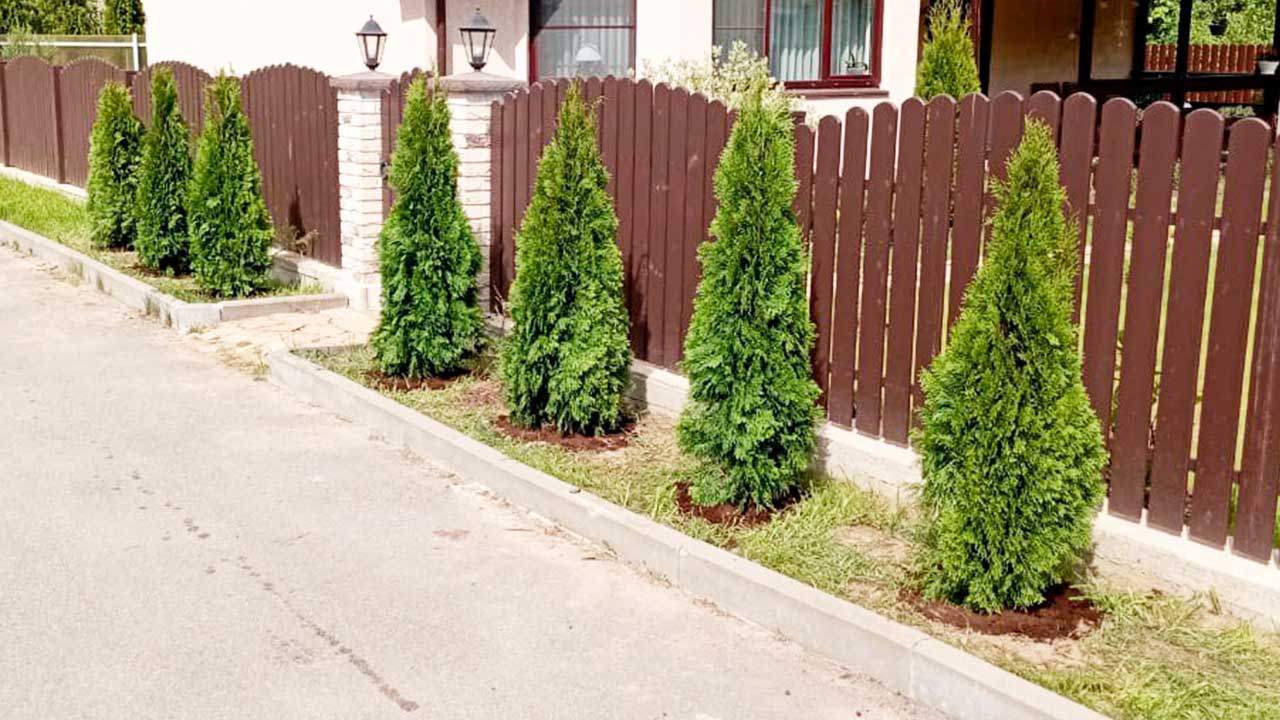 Купить деревья и кусты для живой изгороди из питомника в Санкт-Петербурге