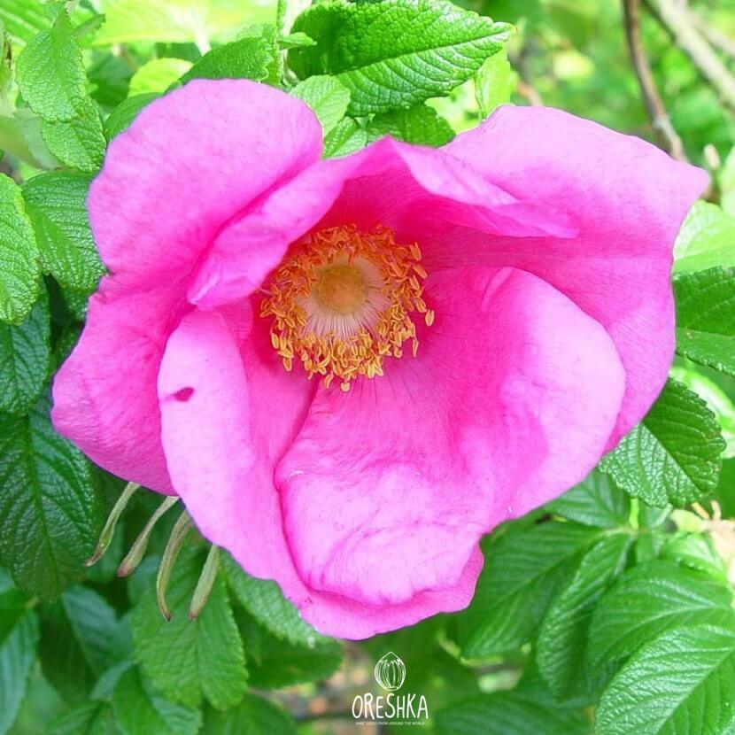Buy seeds of Rosa rugosa - Pink Japanese Beach Rose | Oreshka seeds