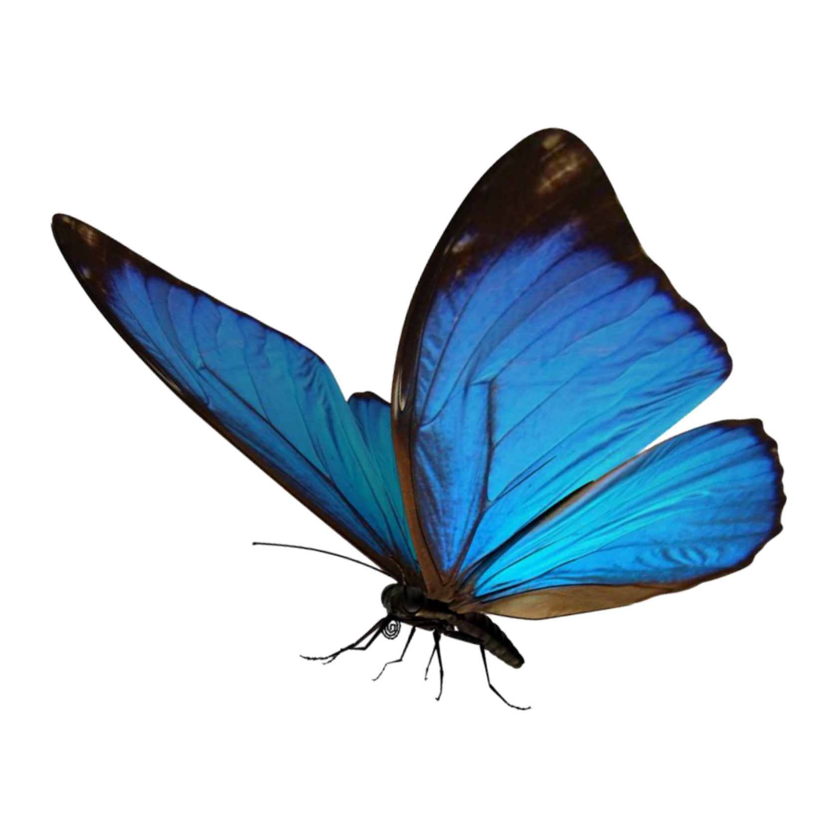 Букеты с живыми бабочками в Санкт-Петербурге с доставкой