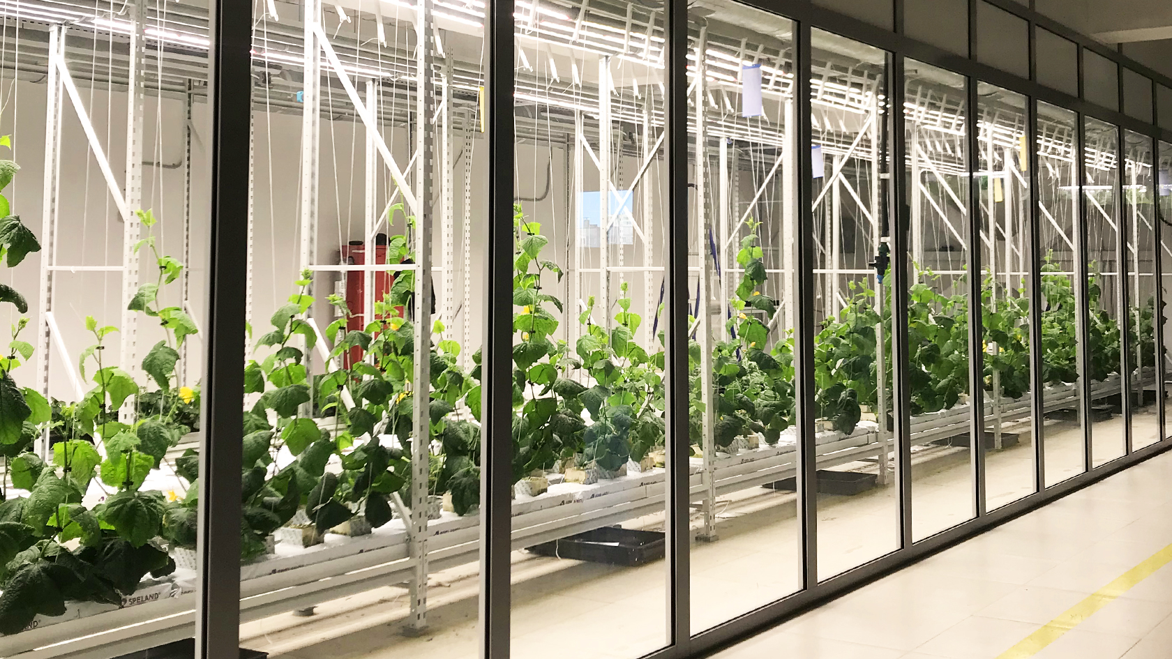 Hydroponic System to Grow Cucumbers with iFarm Technology