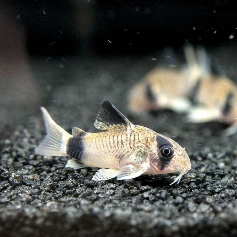 Achetez des Corydoras panda avec livraison rapide à Lyon – disponible ...