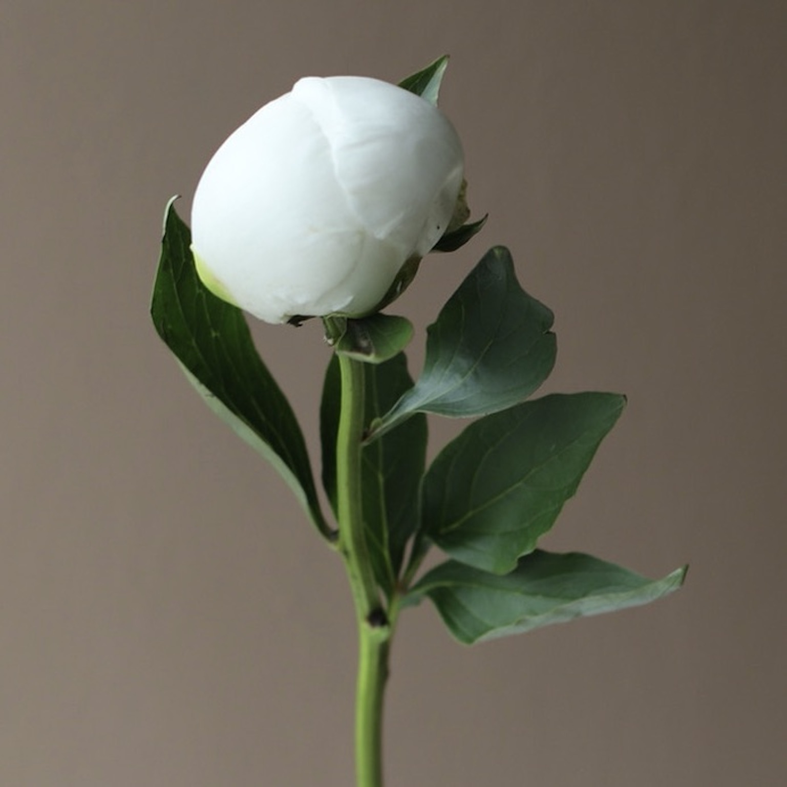 leto-flowers